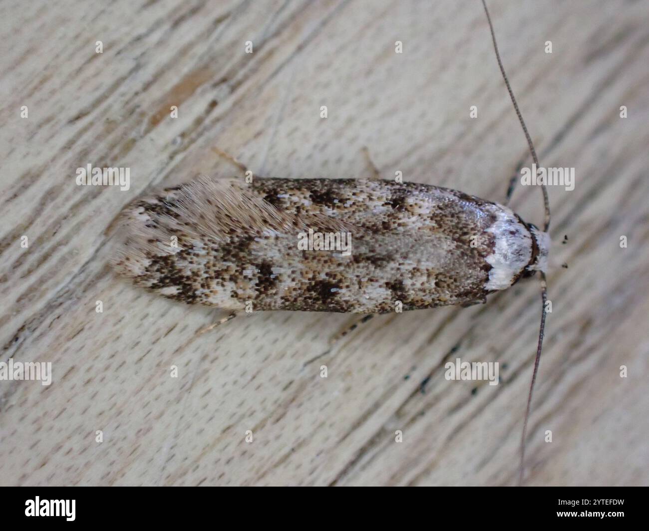 White-shouldered House Moth (Endrosis sarcitrella Stock Photo - Alamy