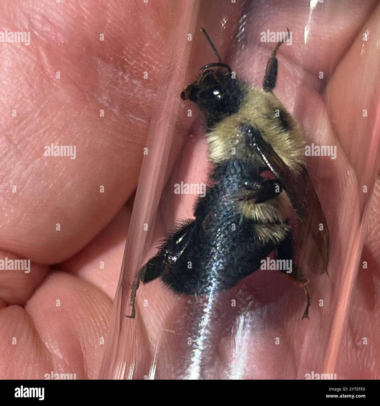 Two-spotted Bumble Bee (Bombus bimaculatus Stock Photo - Alamy