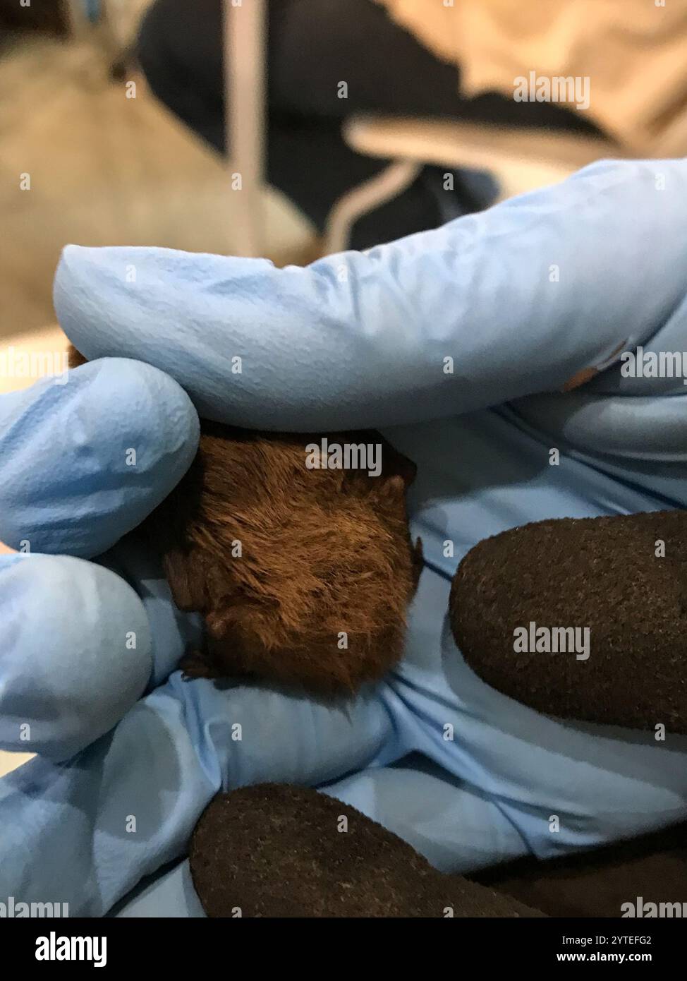 Large Forest Bat (Vespadelus darlingtoni Stock Photo - Alamy