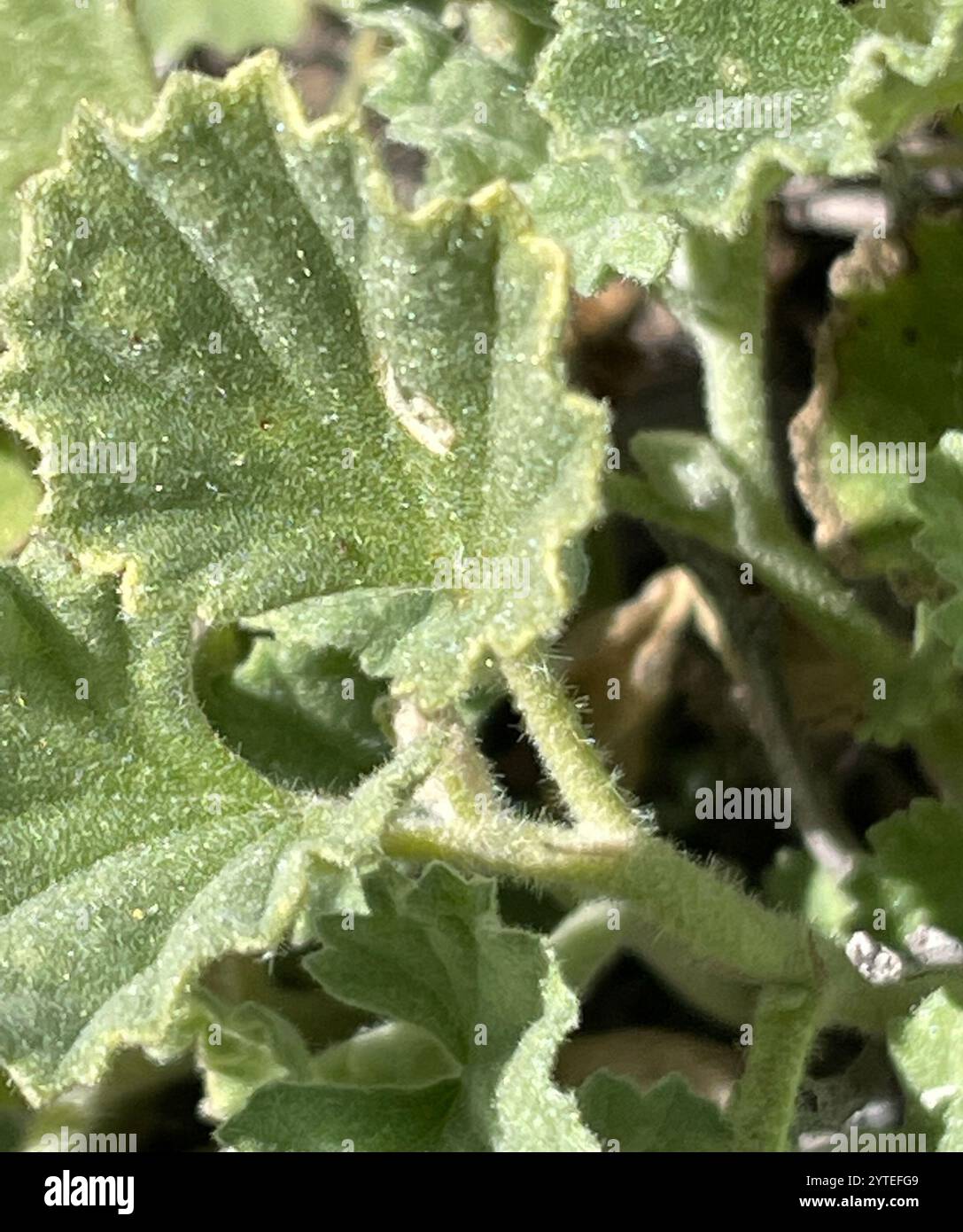 alkali mallow (Malvella leprosa Stock Photo - Alamy