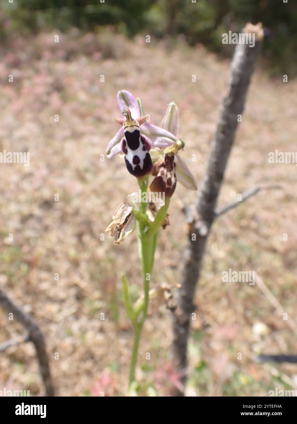 Diamond Orchid (Ophrys reinholdii Stock Photo - Alamy