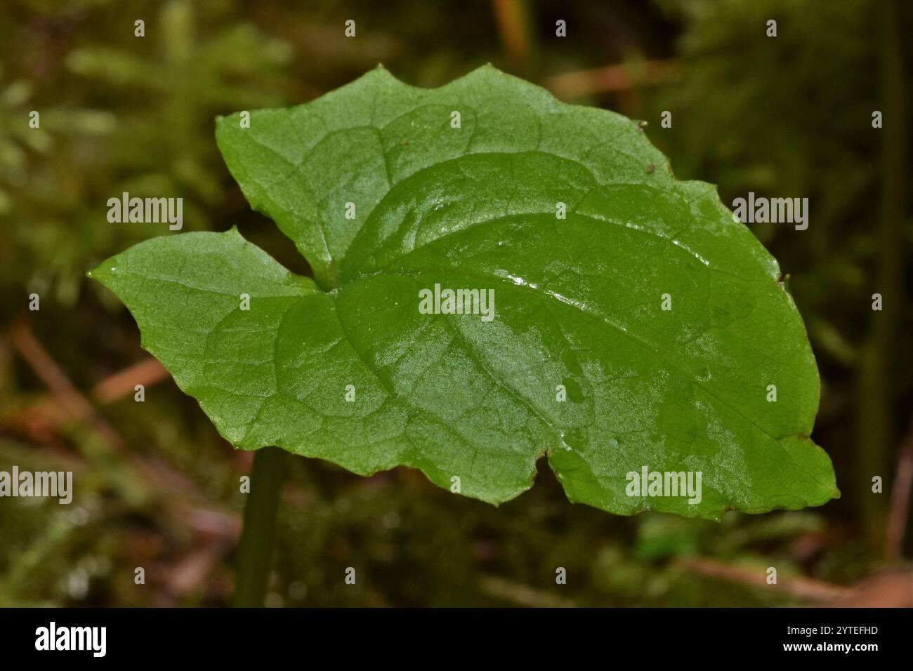 western rattlesnake root (Nabalus alatus Stock Photo - Alamy