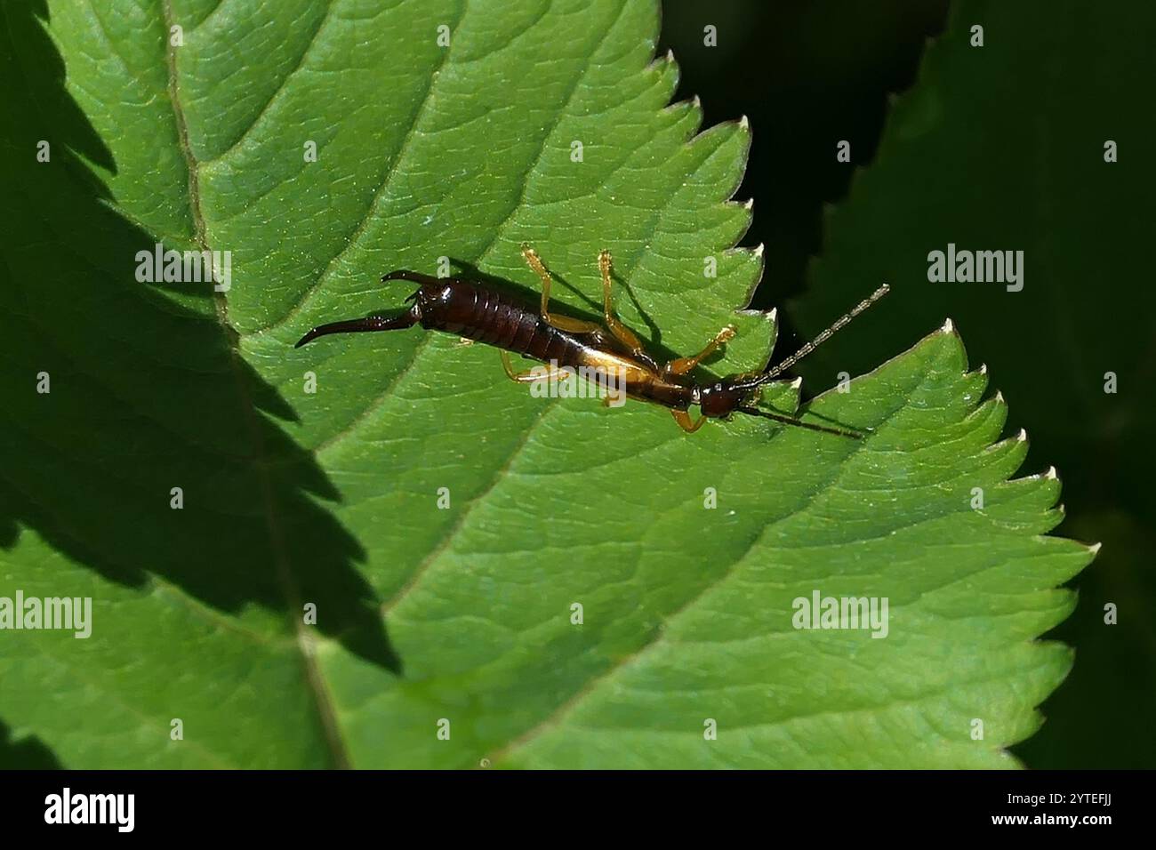 Spine-tailed Earwig (Doru aculeatum Stock Photo - Alamy