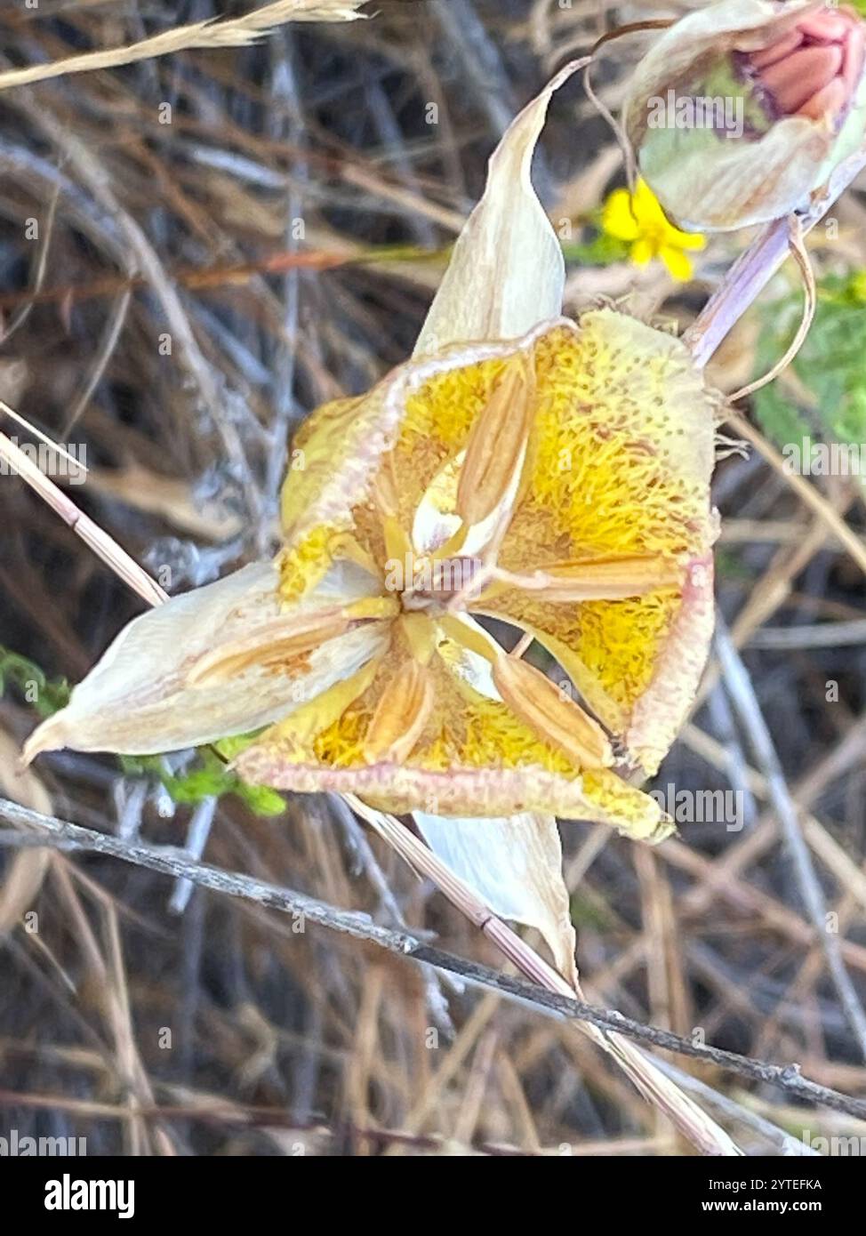 intermediate mariposa lily (Calochortus weedii intermedius Stock Photo ...