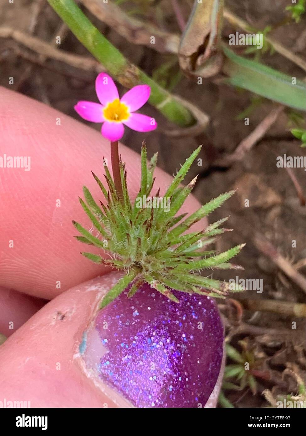 true babystars (Leptosiphon bicolor Stock Photo - Alamy