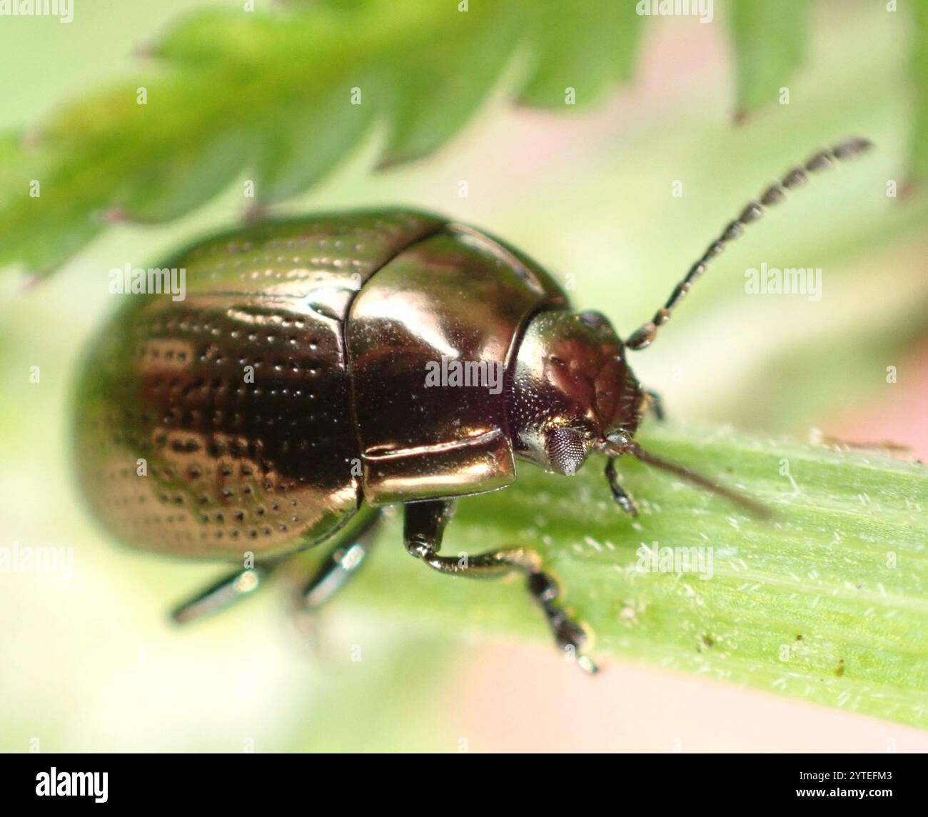 cow parsley leaf beetle (Chrysolina oricalcia Stock Photo - Alamy