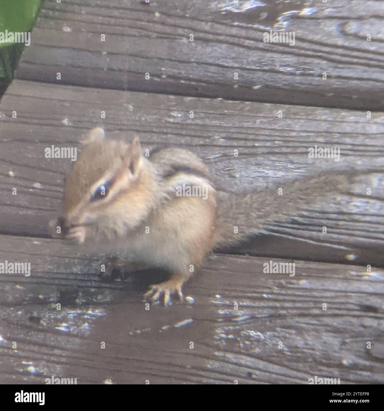 Eastern Chipmunk (Tamias striatus Stock Photo - Alamy