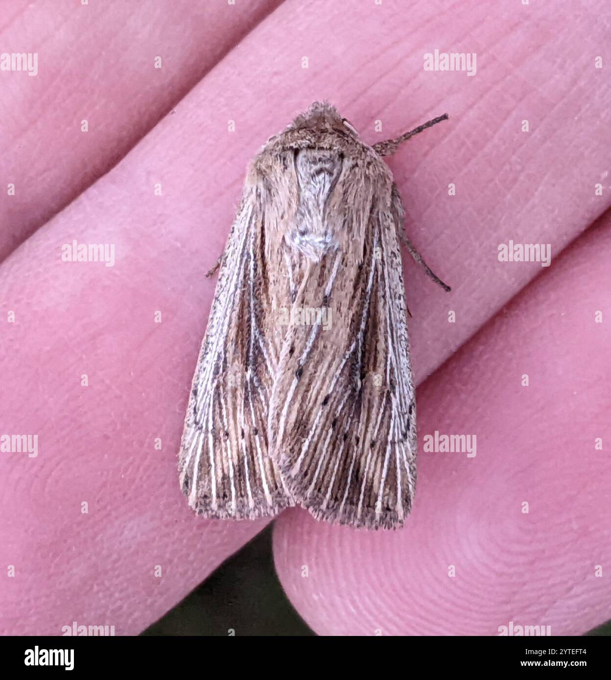 Heterodox Wainscot Moth (Leucania insueta Stock Photo - Alamy