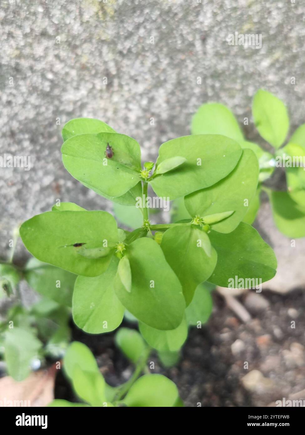 Petty Spurge (Euphorbia peplus Stock Photo - Alamy