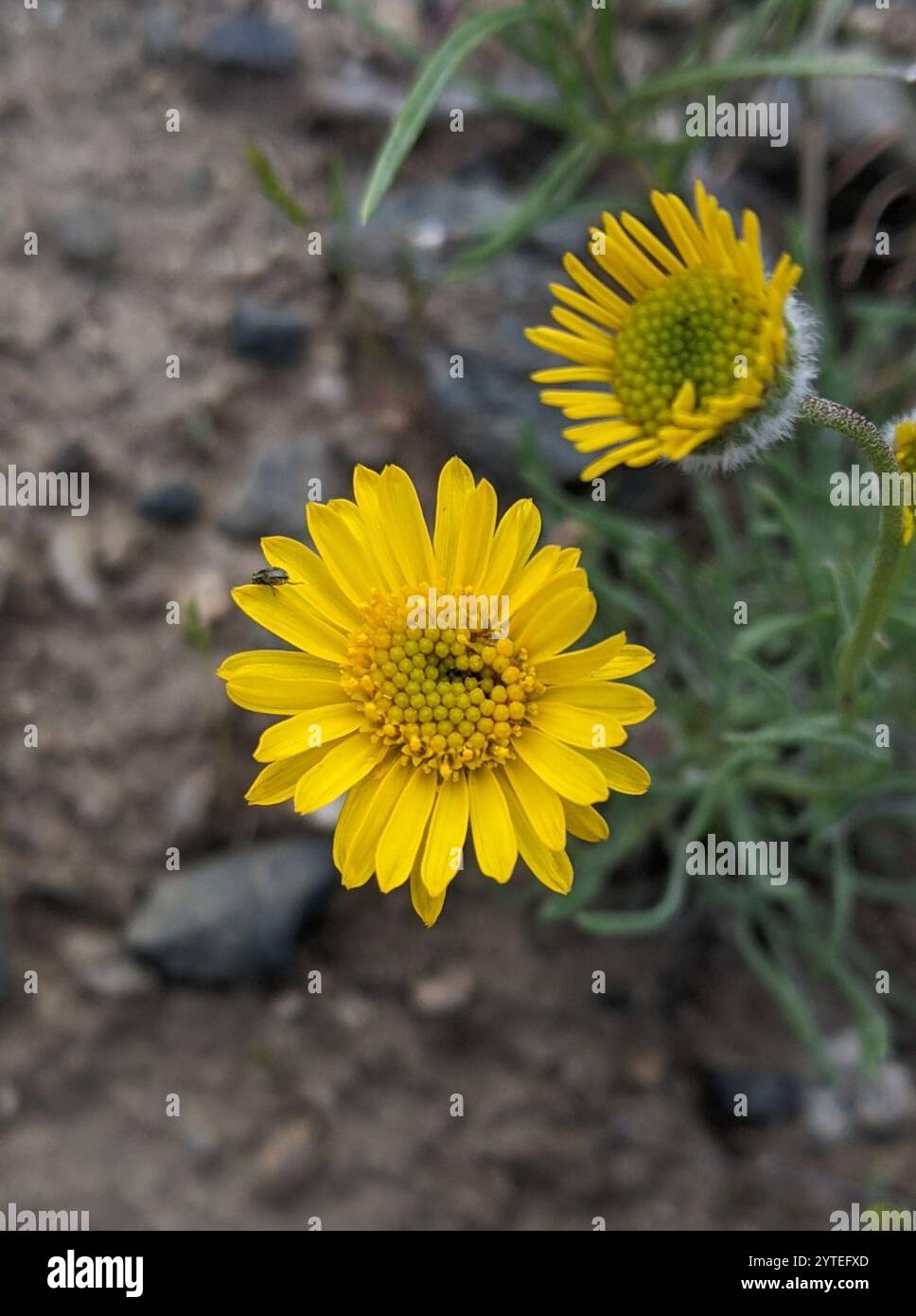 Desert Yellow Fleabane (Erigeron linearis Stock Photo - Alamy