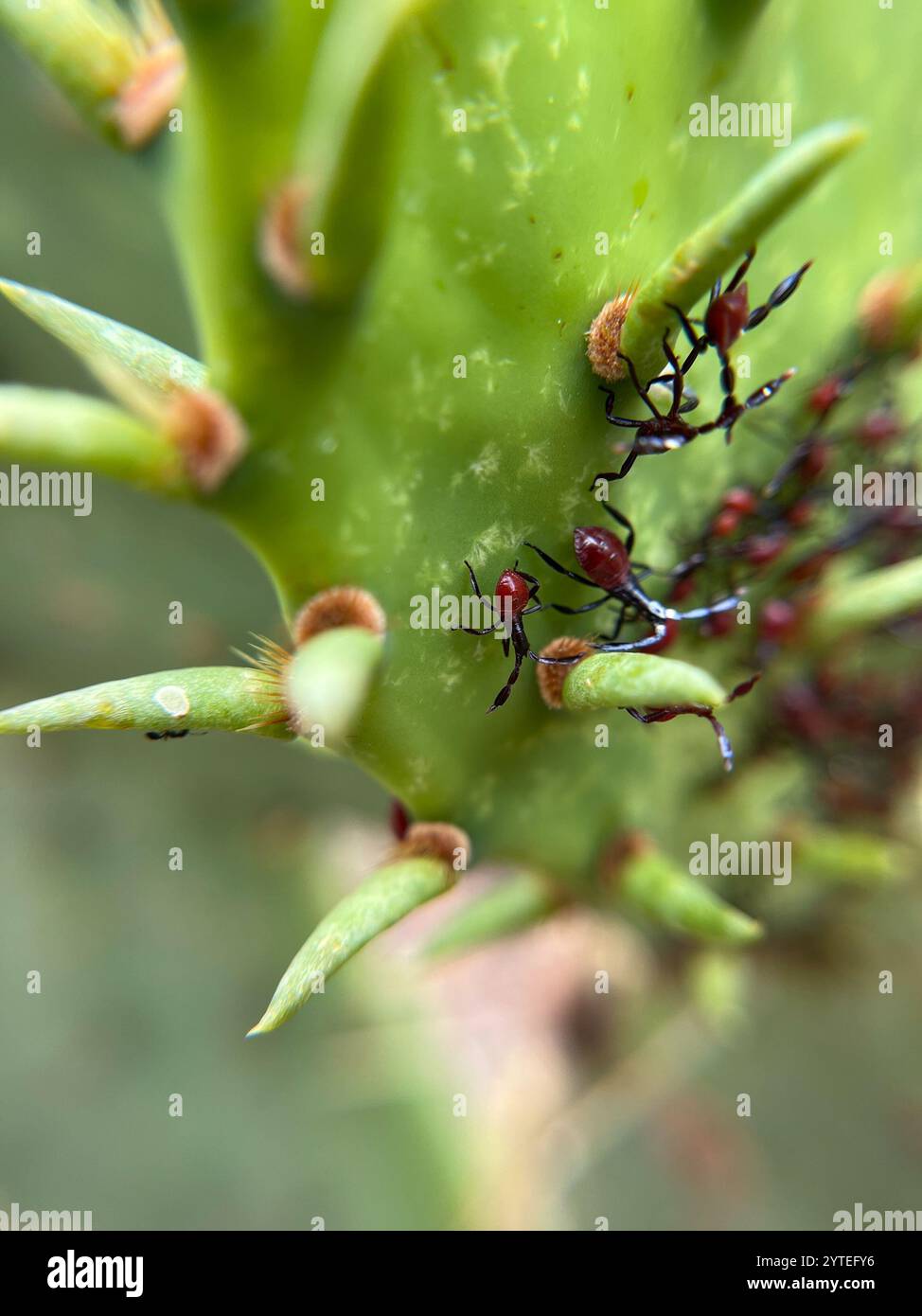 Cactus coreid bug hi-res stock photography and images - Alamy