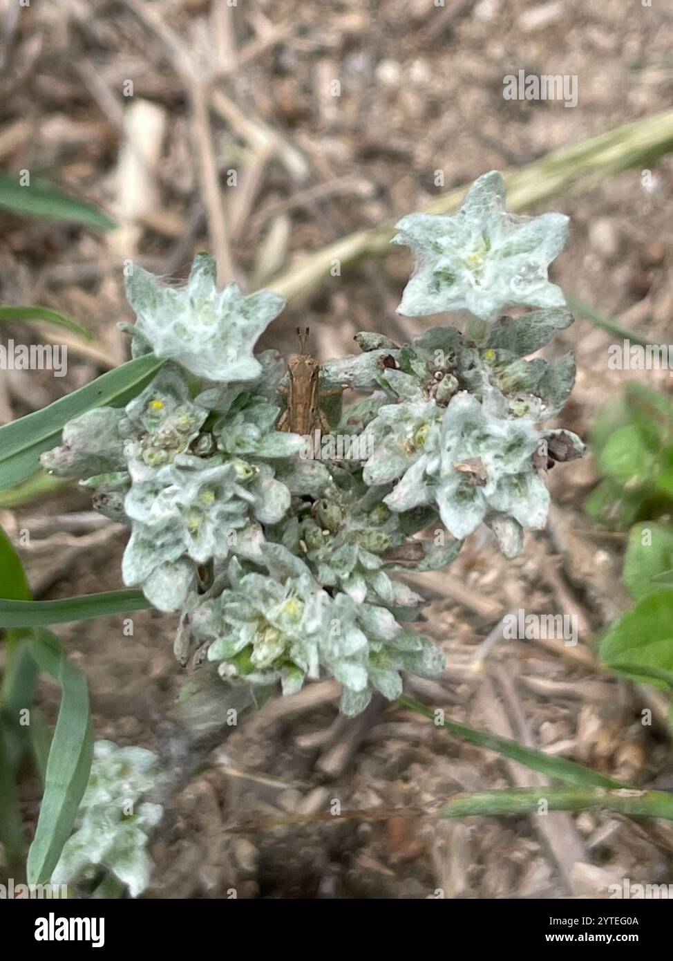 flathead rabbit tobacco (Diaperia prolifera Stock Photo - Alamy