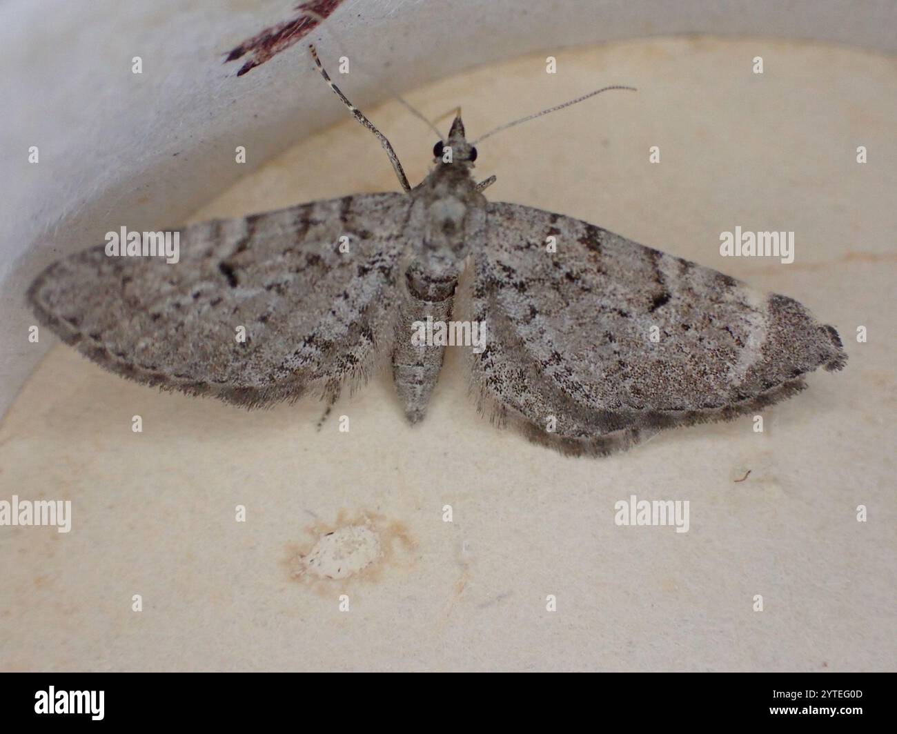 Eupithecia intricata hi-res stock photography and images - Alamy