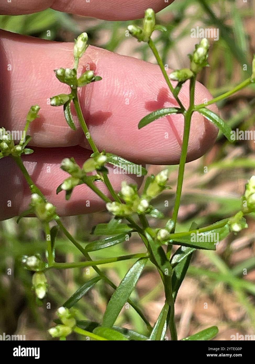 Narrowleaf Whitetop Aster (Sericocarpus linifolius Stock Photo - Alamy