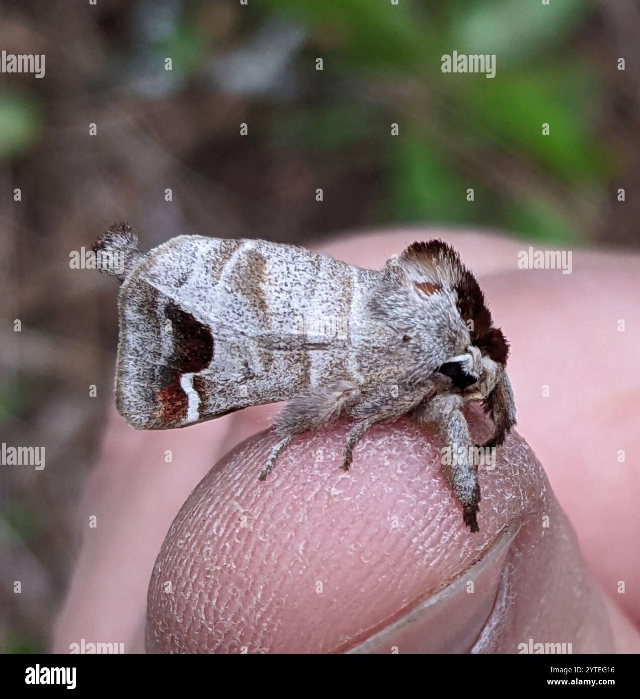 Sigmoid Prominent (Clostera albosigma Stock Photo - Alamy