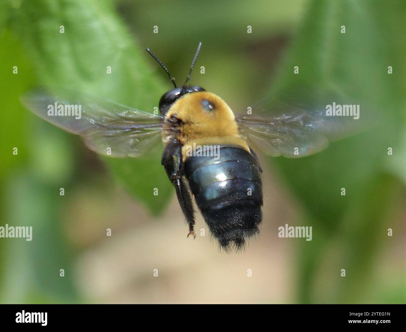 Eastern Carpenter Bee (Xylocopa virginica Stock Photo - Alamy
