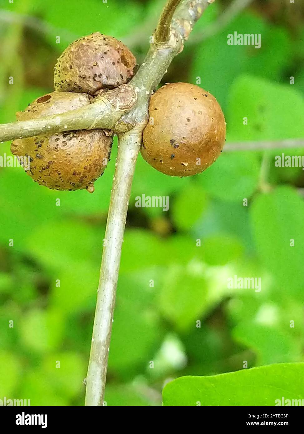 Round Bullet Gall Wasp (Disholcaspis quercusglobulus Stock Photo - Alamy