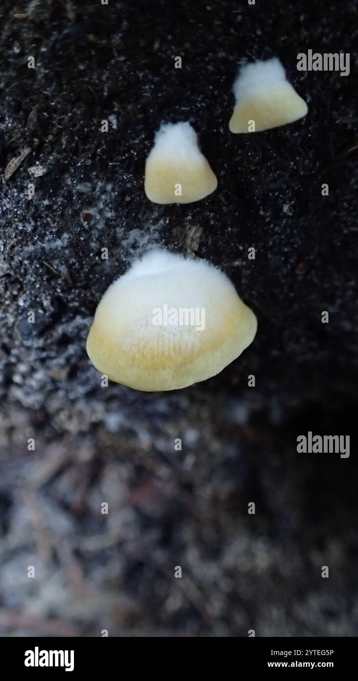 Variable Oysterling (Crepidotus variabilis Stock Photo - Alamy