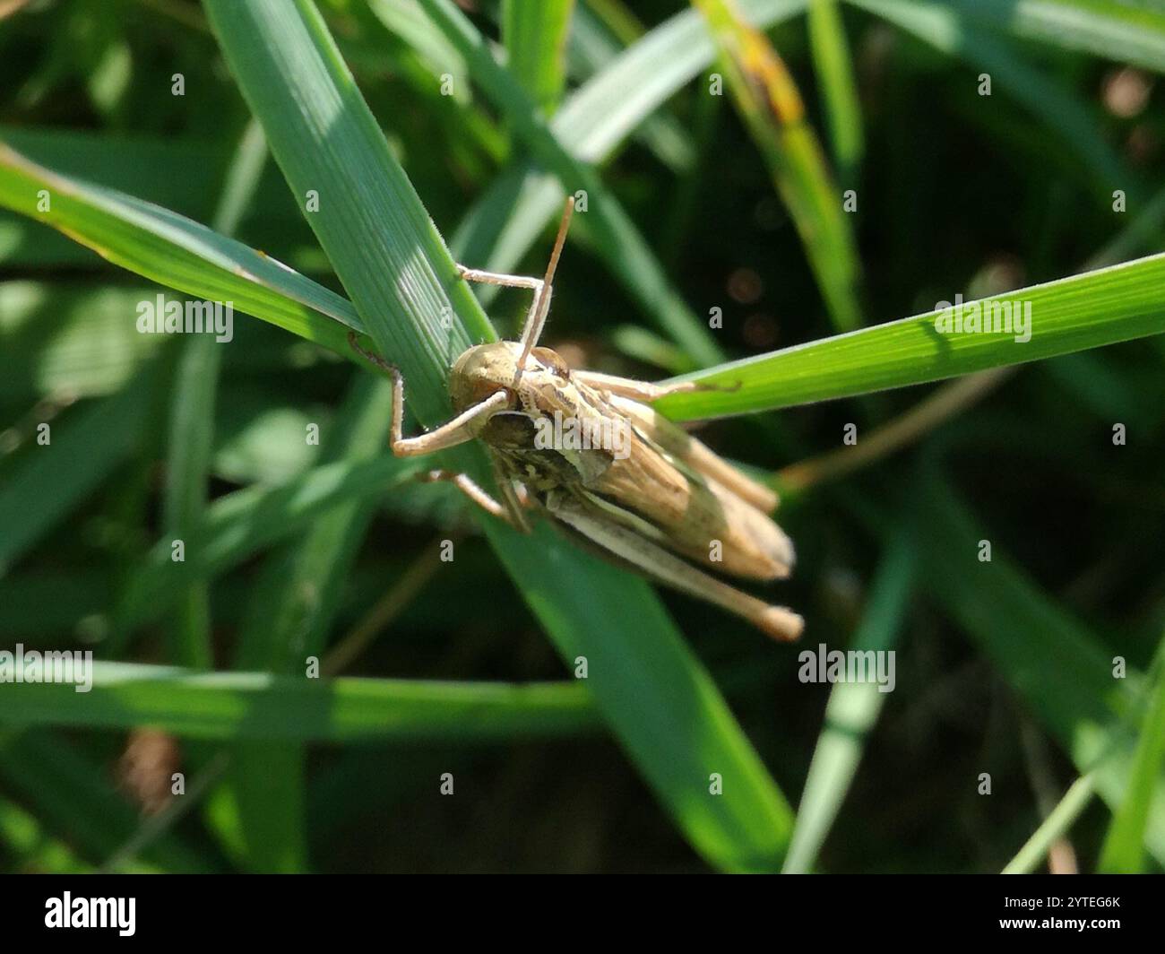 Euchorthippus declivus hi-res stock photography and images - Alamy