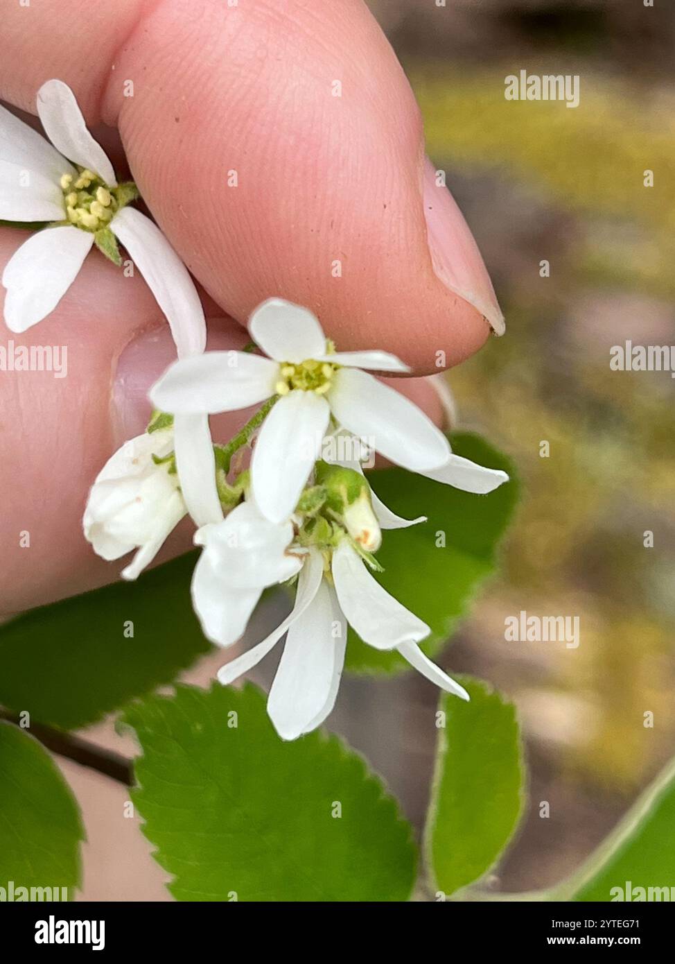 roundleaf shadbush (Amelanchier sanguinea Stock Photo - Alamy