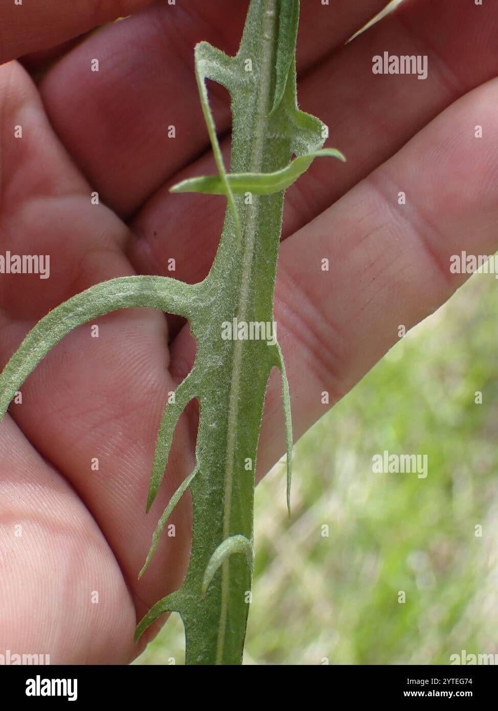 Slender Hawksbeard (Crepis atribarba Stock Photo - Alamy