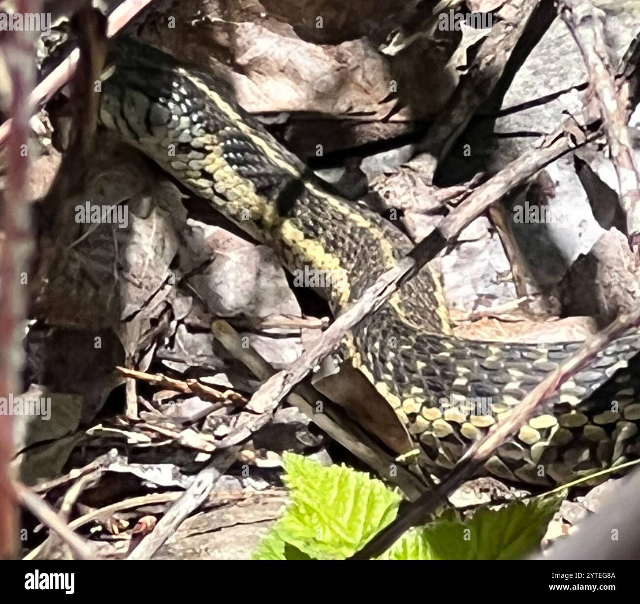 Oregon Aquatic Garter Snake (Thamnophis atratus hydrophilus Stock Photo ...