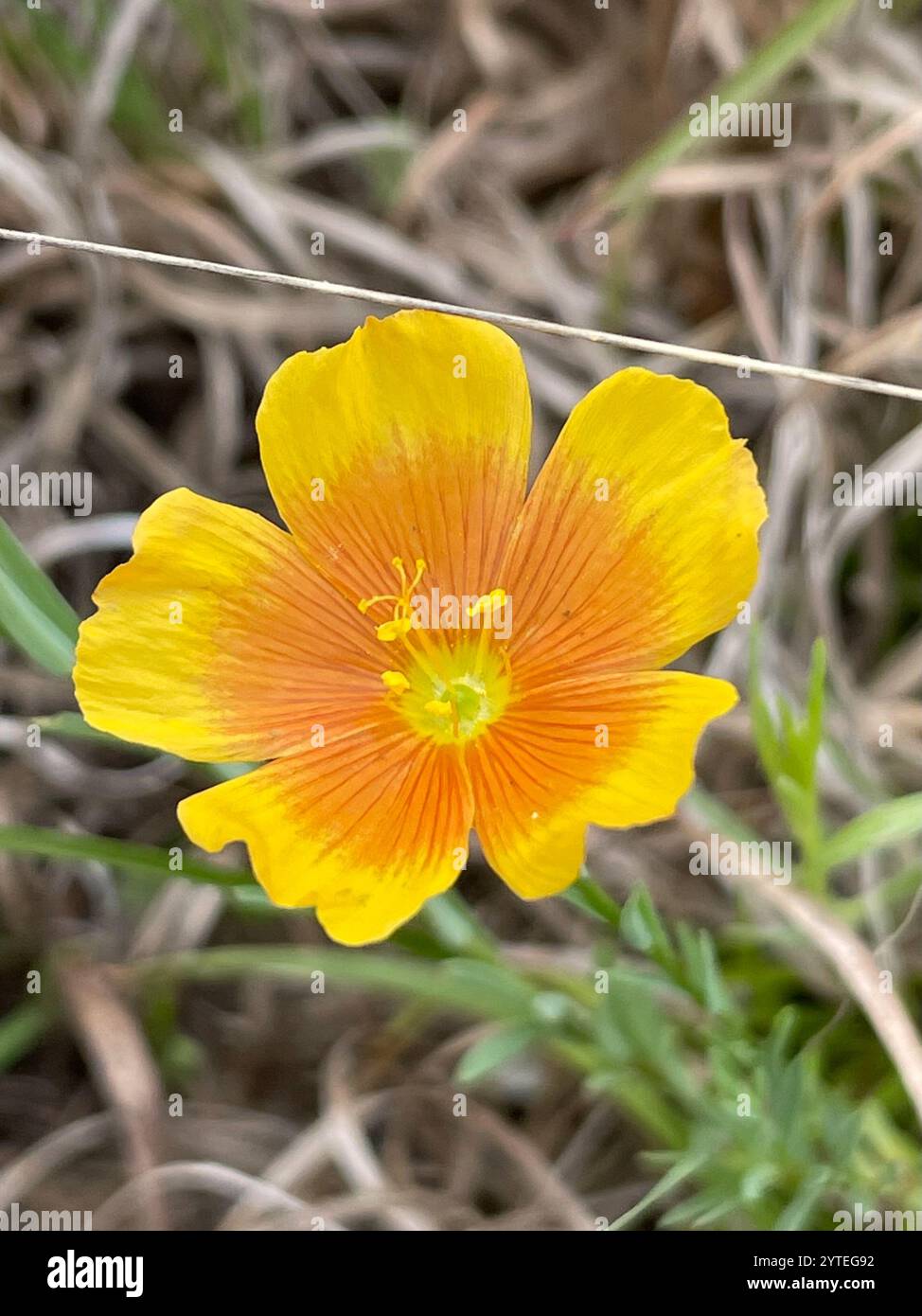 Yellow Flax (Linum rigidum Stock Photo - Alamy
