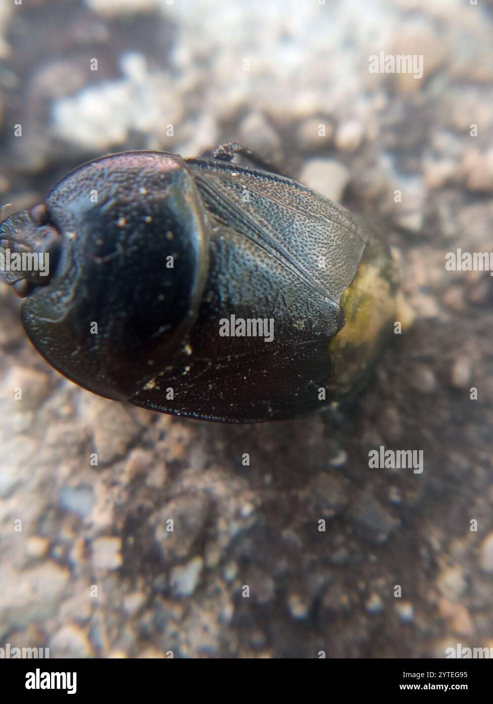 Sehirus luctuosus hi-res stock photography and images - Alamy