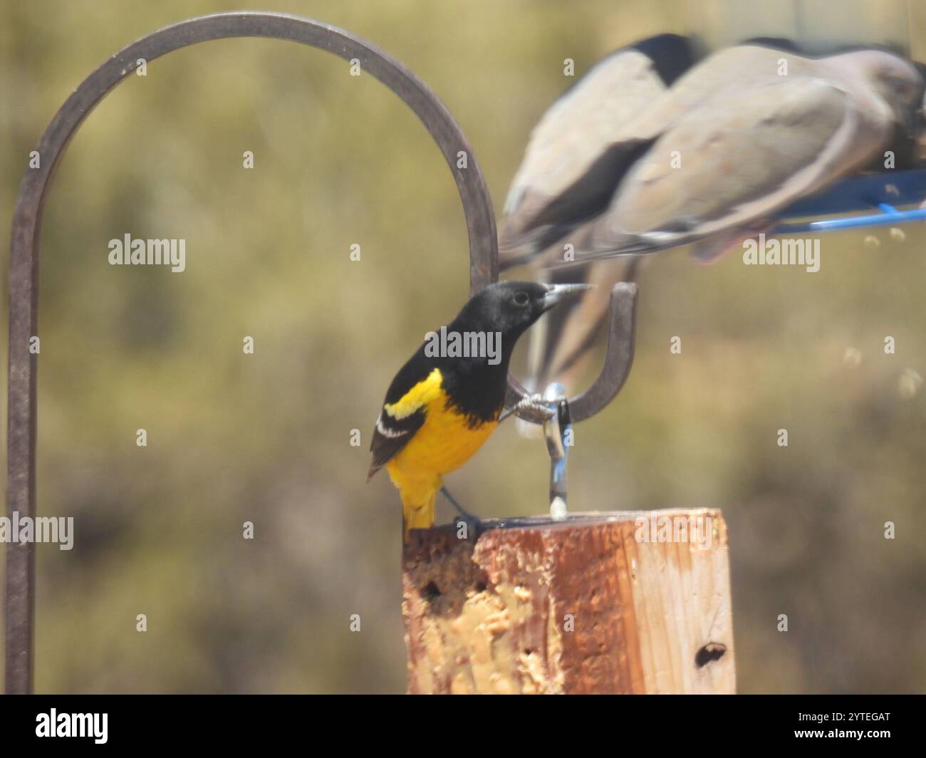 Scott's Oriole (Icterus parisorum Stock Photo - Alamy