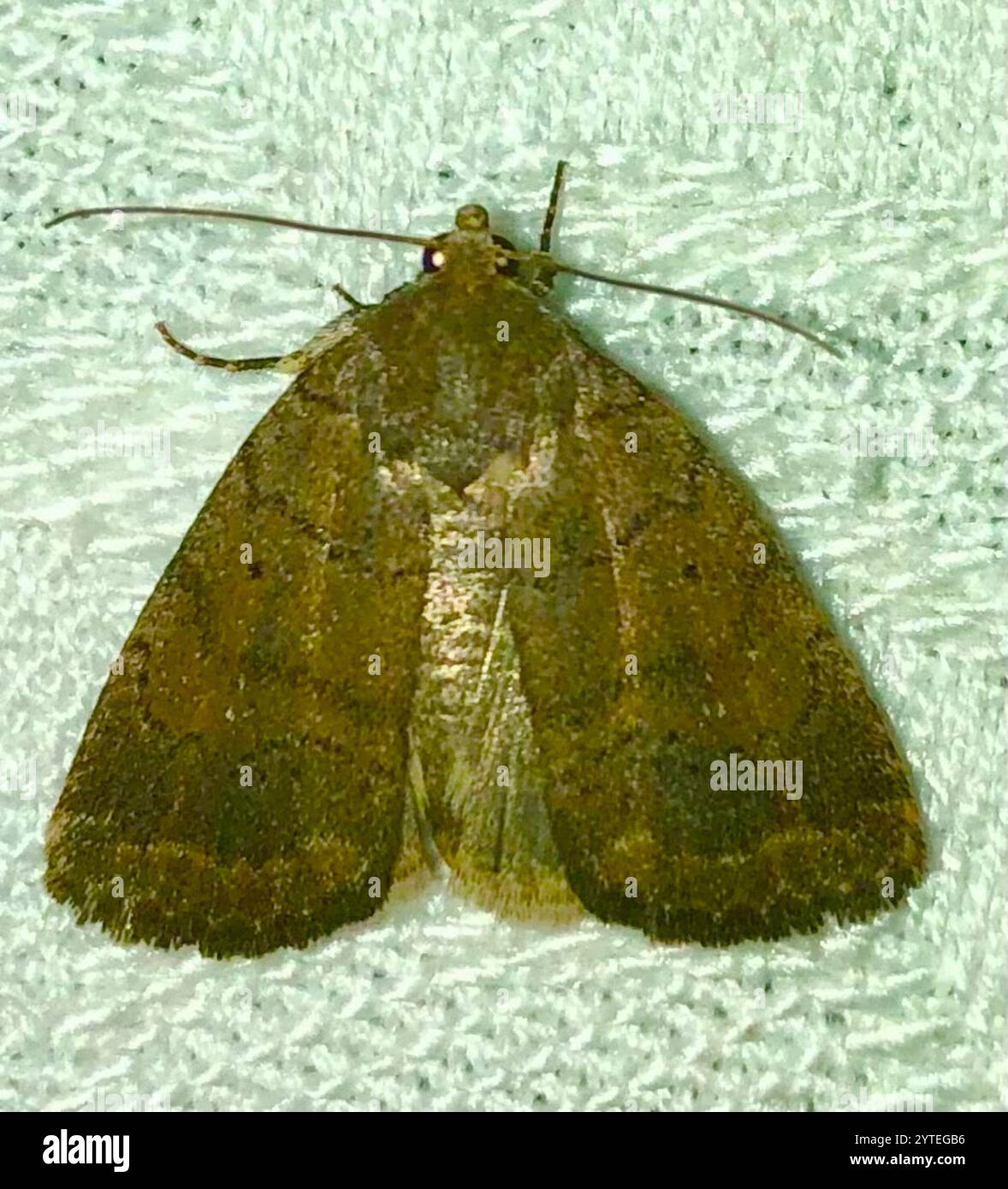 Athetis hi-res stock photography and images - Alamy