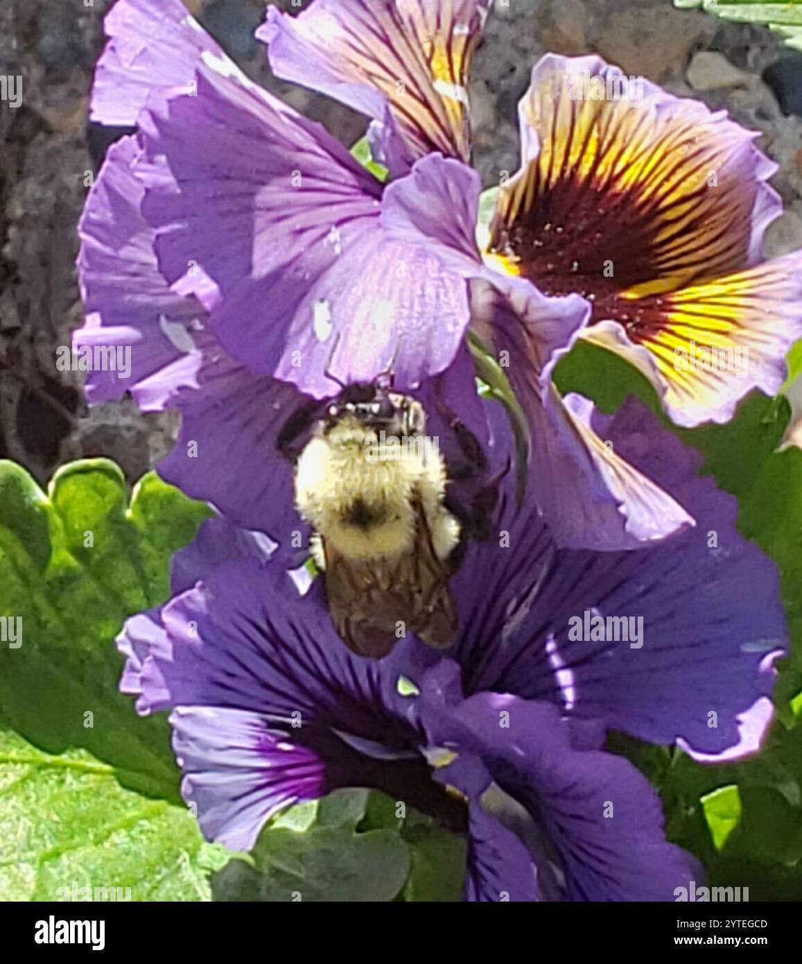 Two-spotted Bumble Bee (Bombus bimaculatus Stock Photo - Alamy