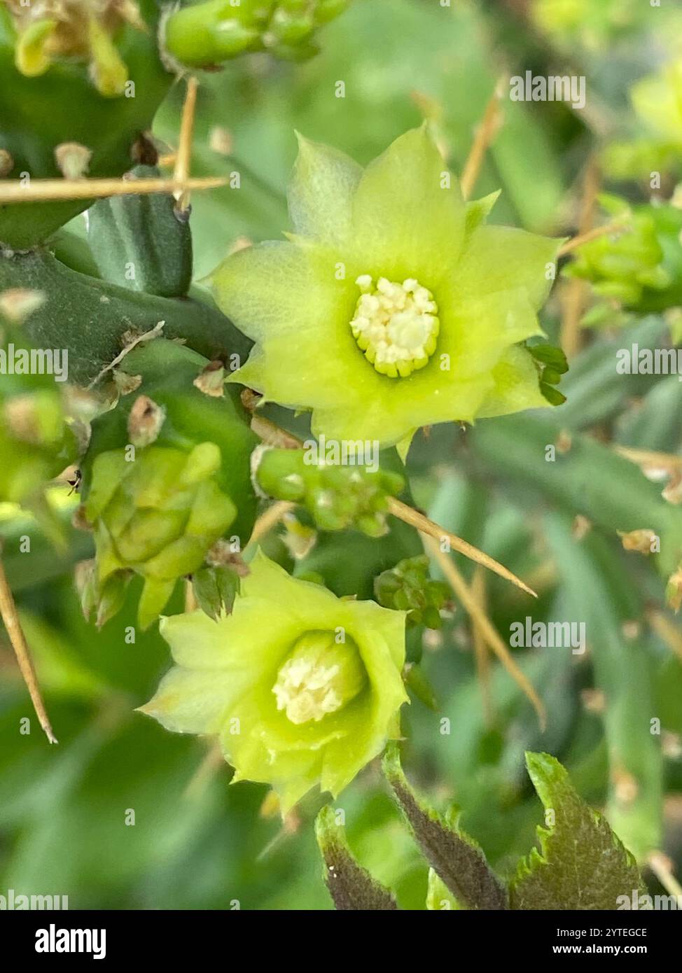 Christmas cholla (Cylindropuntia leptocaulis Stock Photo - Alamy