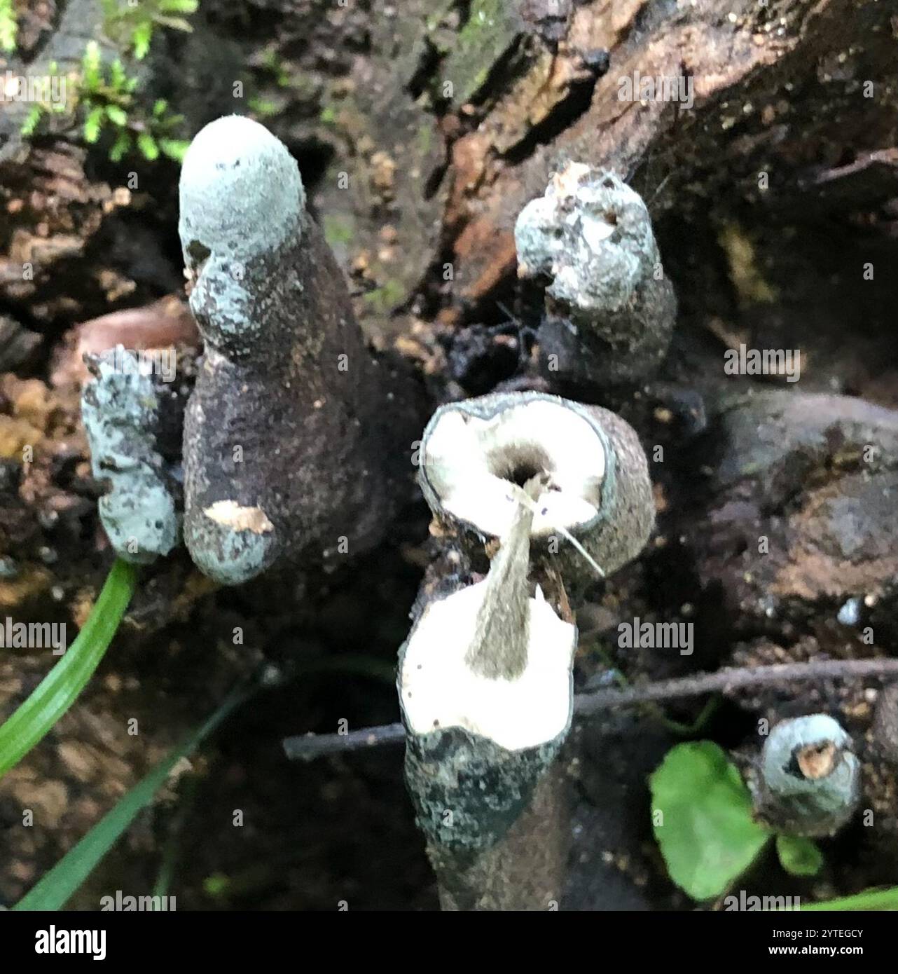 dead man's fingers (Xylaria polymorpha Stock Photo - Alamy