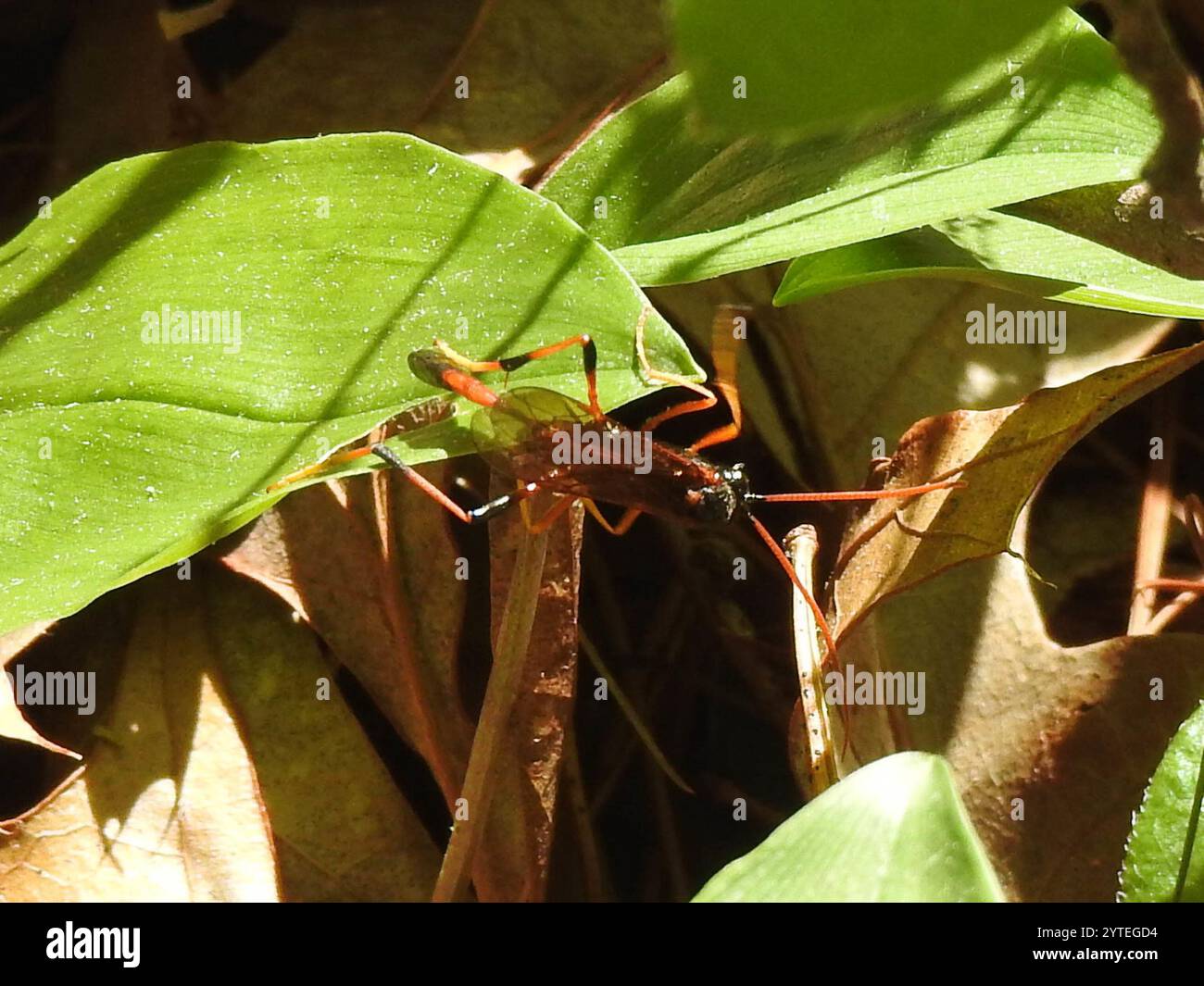 Therion hi-res stock photography and images - Alamy