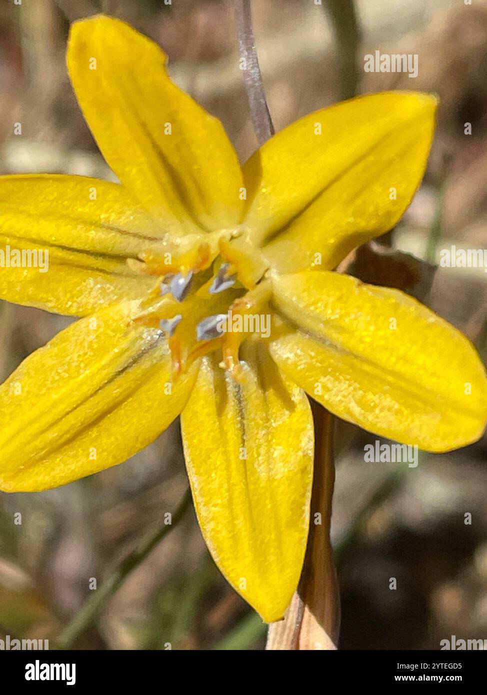 Golden brodiaea hi-res stock photography and images - Alamy