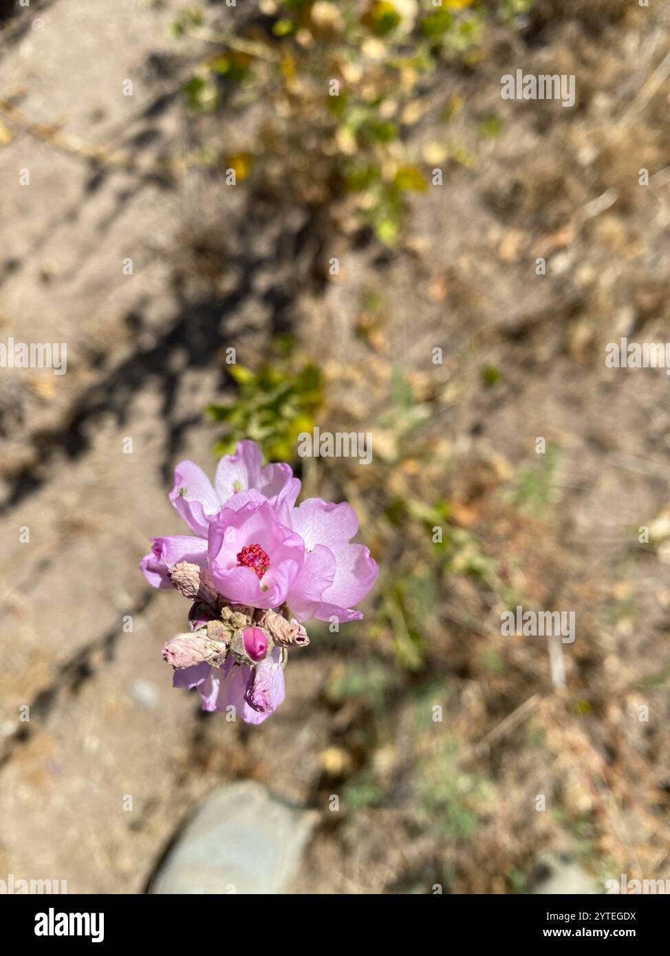 southern coastal bushmallow (Malacothamnus fasciculatus Stock Photo - Alamy