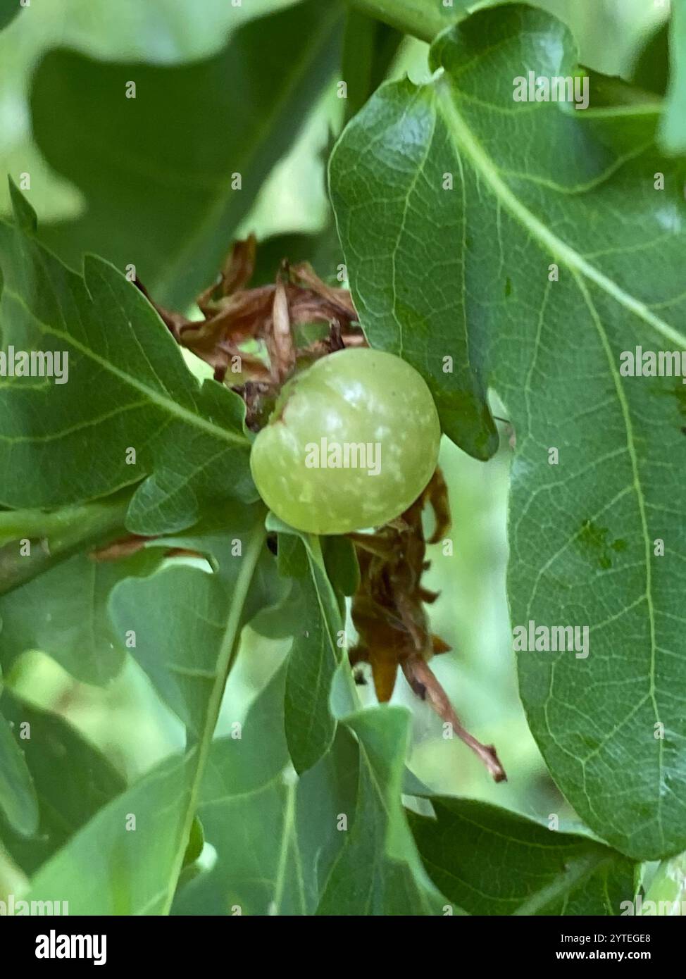 Common Spangle Gall Wasp (Neuroterus quercusbaccarum Stock Photo - Alamy