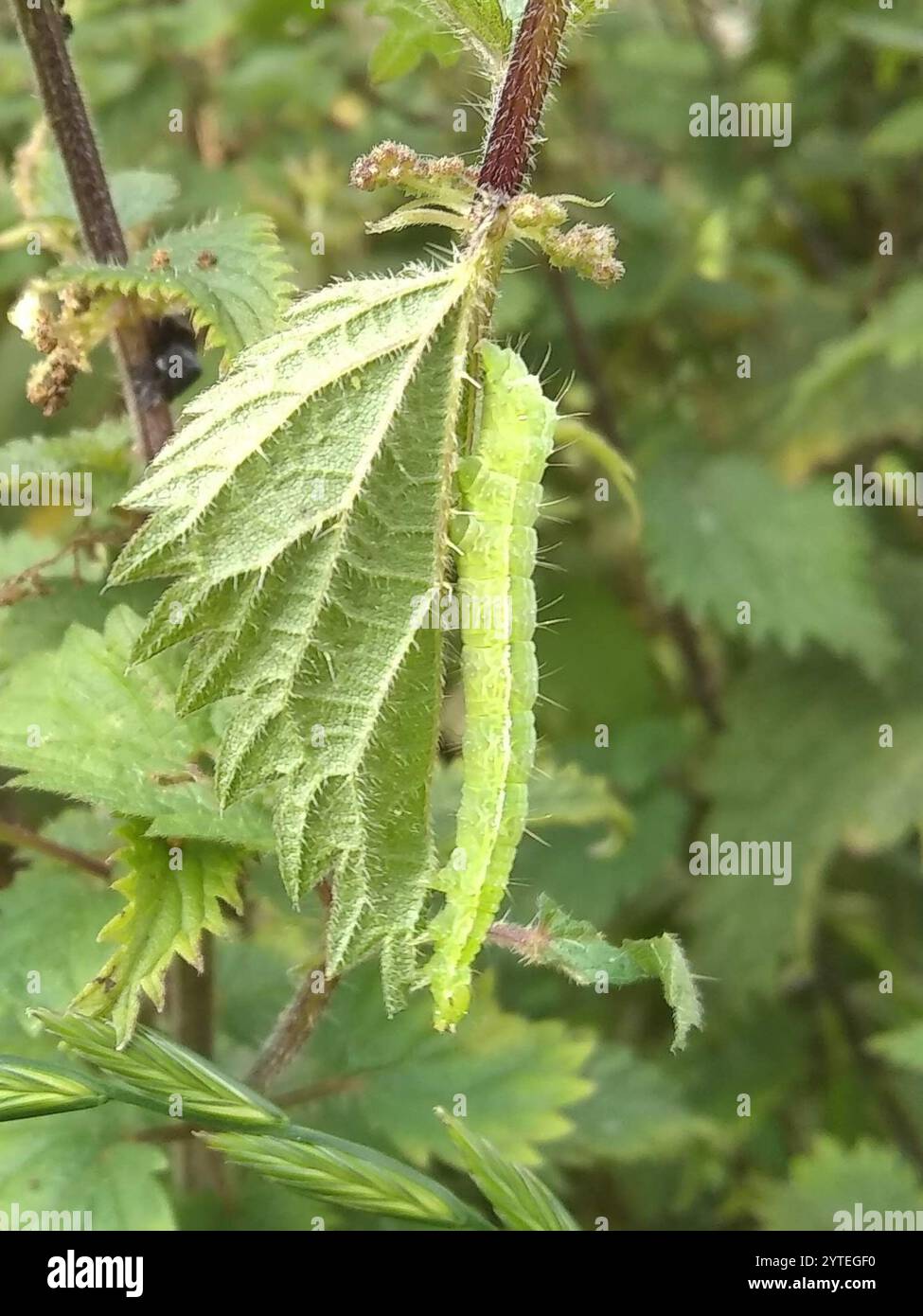 Plusiine Looper Moths (Plusiinae Stock Photo - Alamy