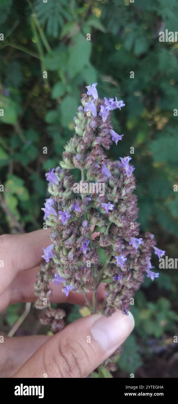 Tropical Bushmint (Hyptis mutabilis Stock Photo - Alamy