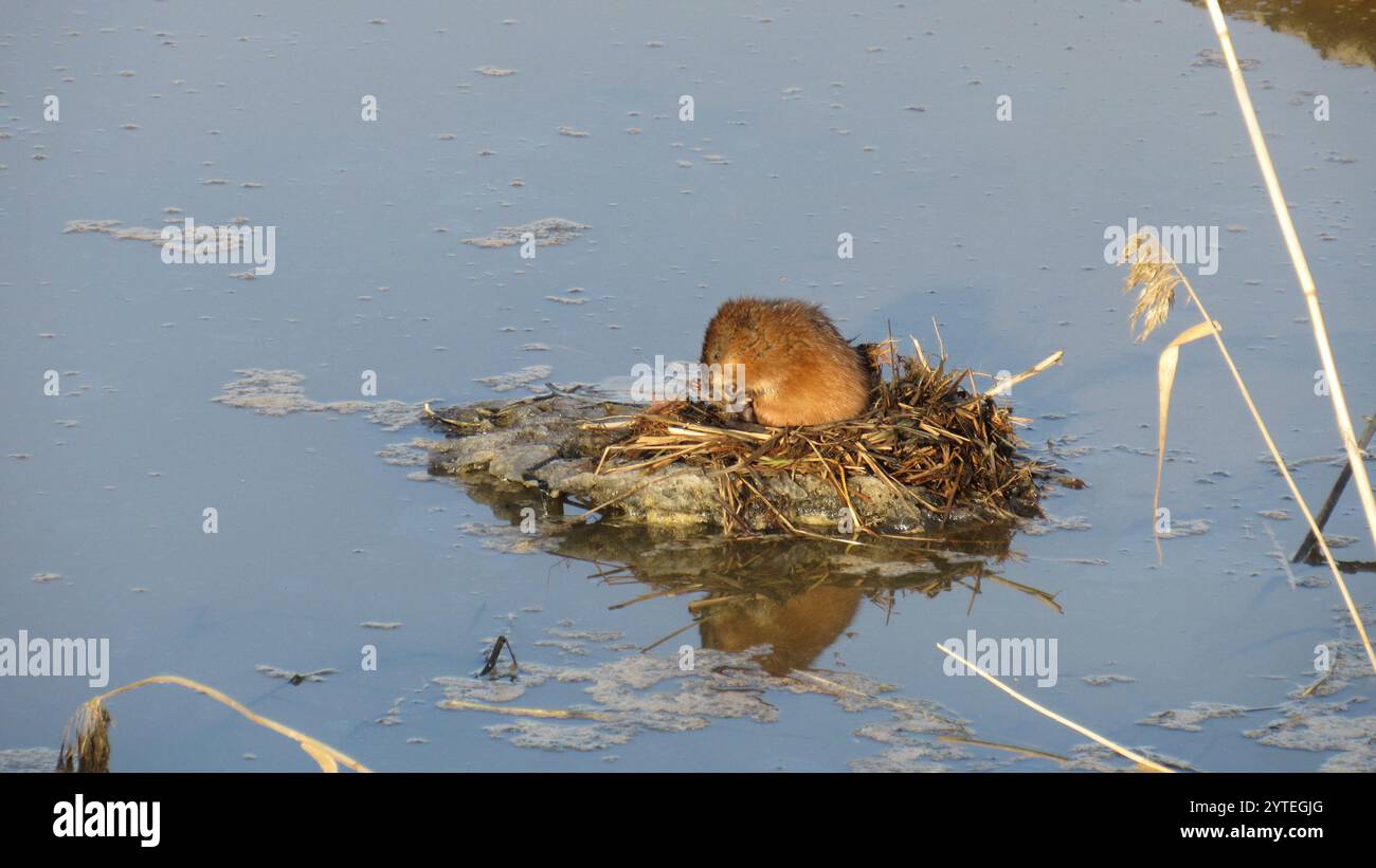 Muskrat (Ondatra zibethicus Stock Photo - Alamy