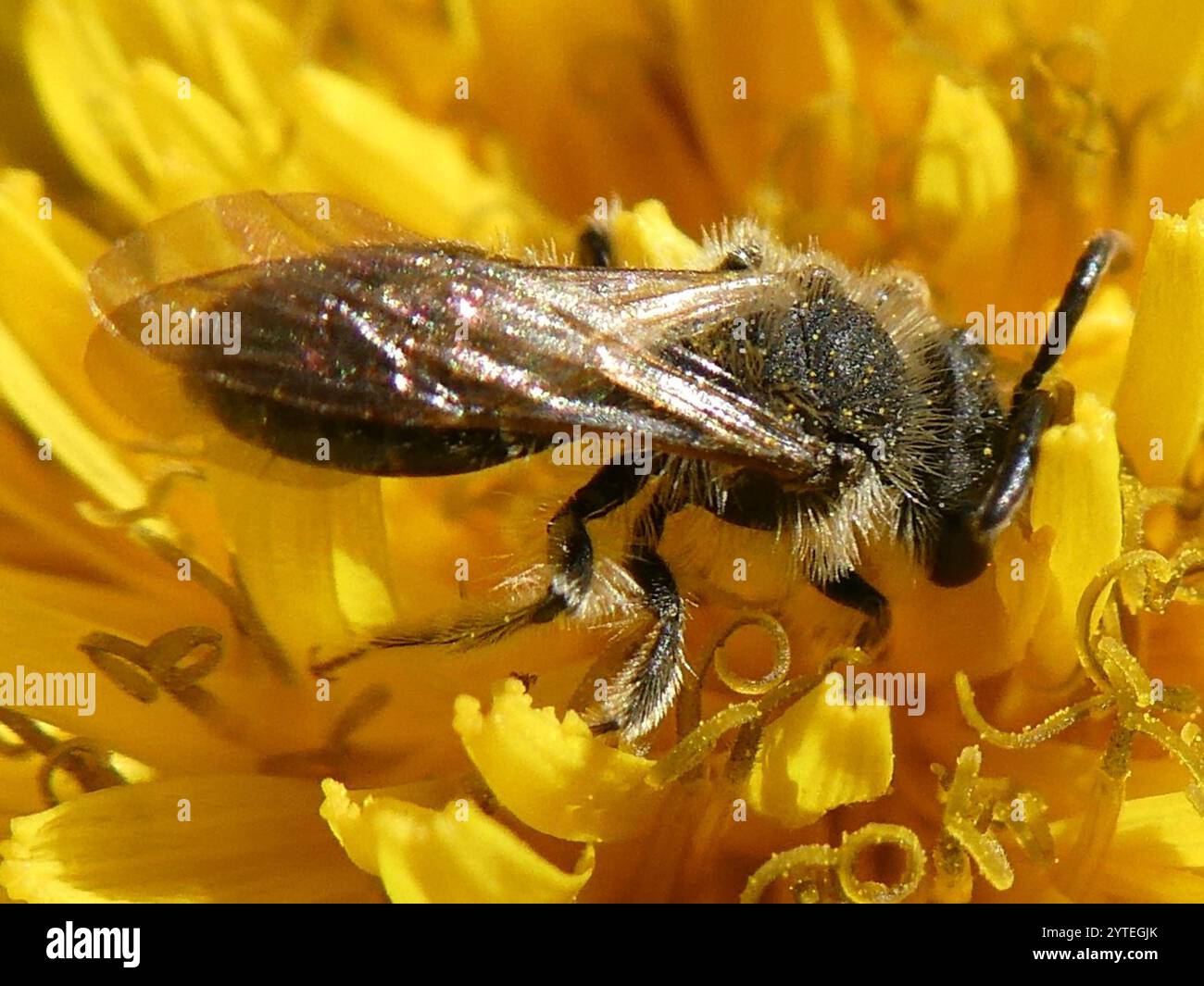 Mining Bees (Andrena Stock Photo - Alamy