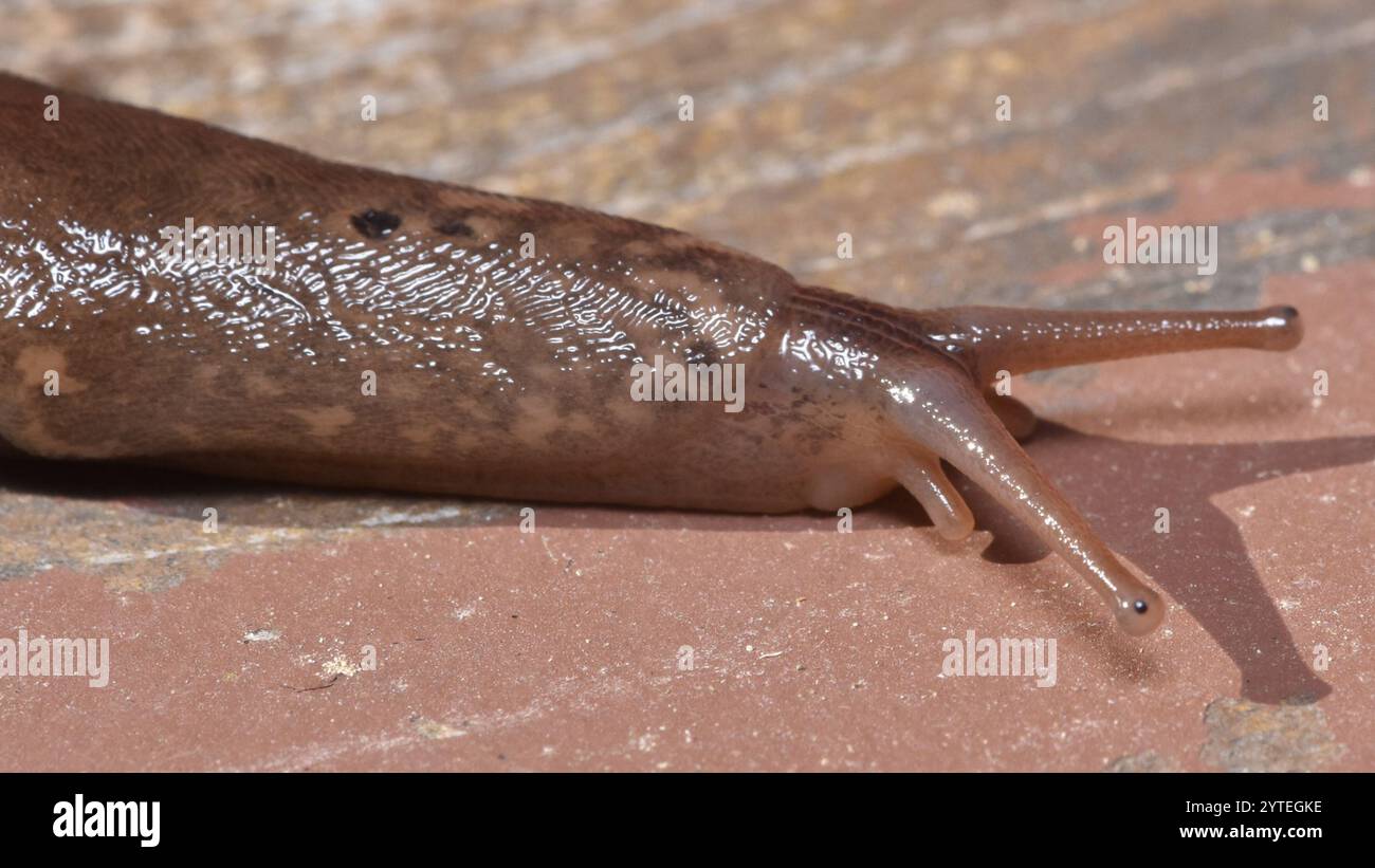 Leopard Slug (Limax maximus Stock Photo - Alamy