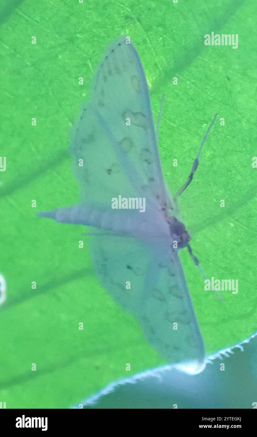 Pearl Moths (Spilomelinae Stock Photo - Alamy