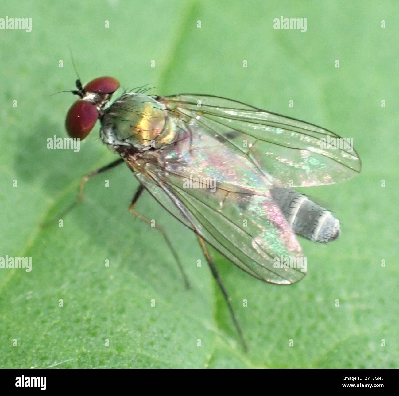 Long-legged Flies (Dolichopodidae Stock Photo - Alamy