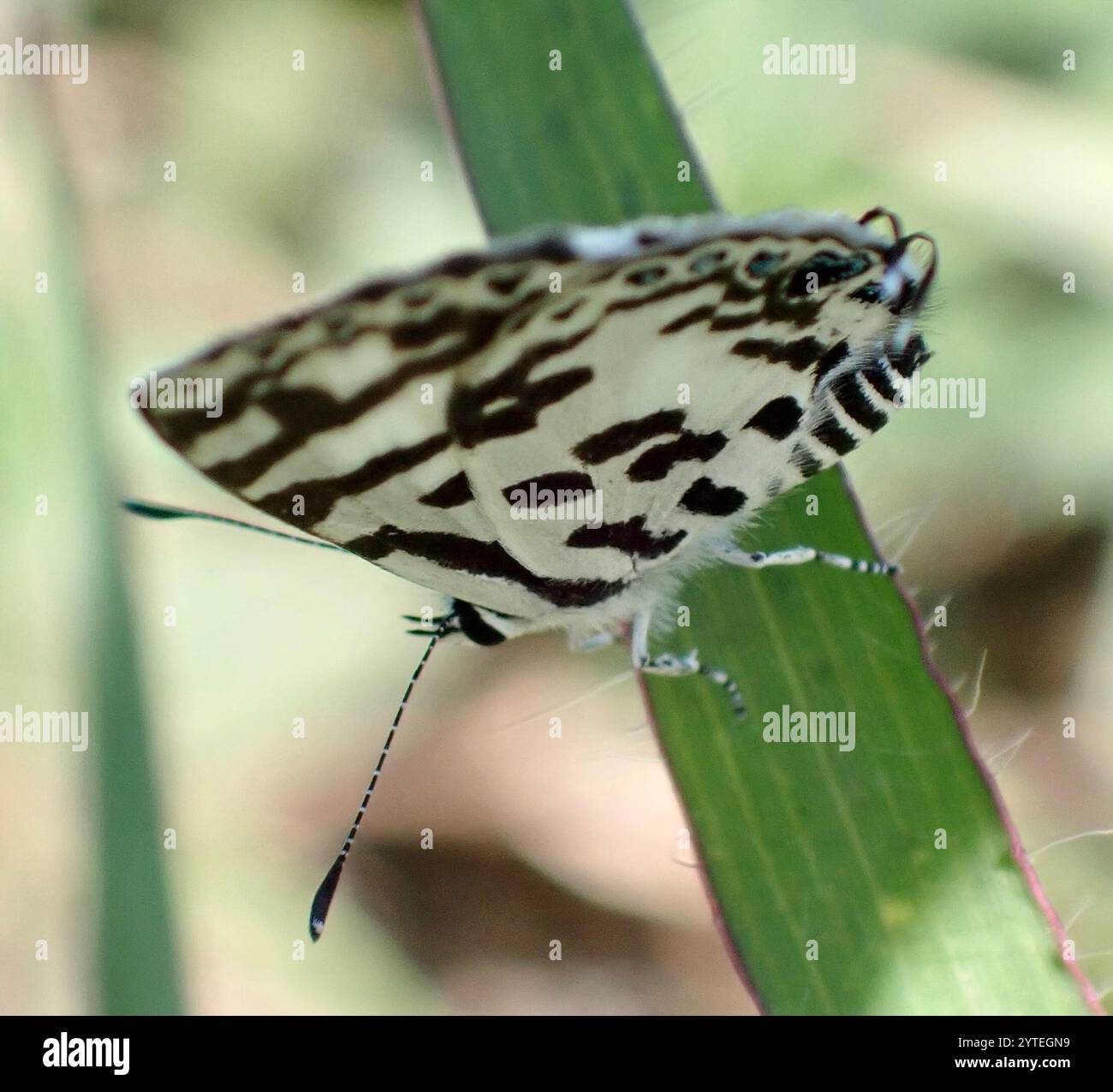 Black Pie (Tuxentius melaena Stock Photo - Alamy