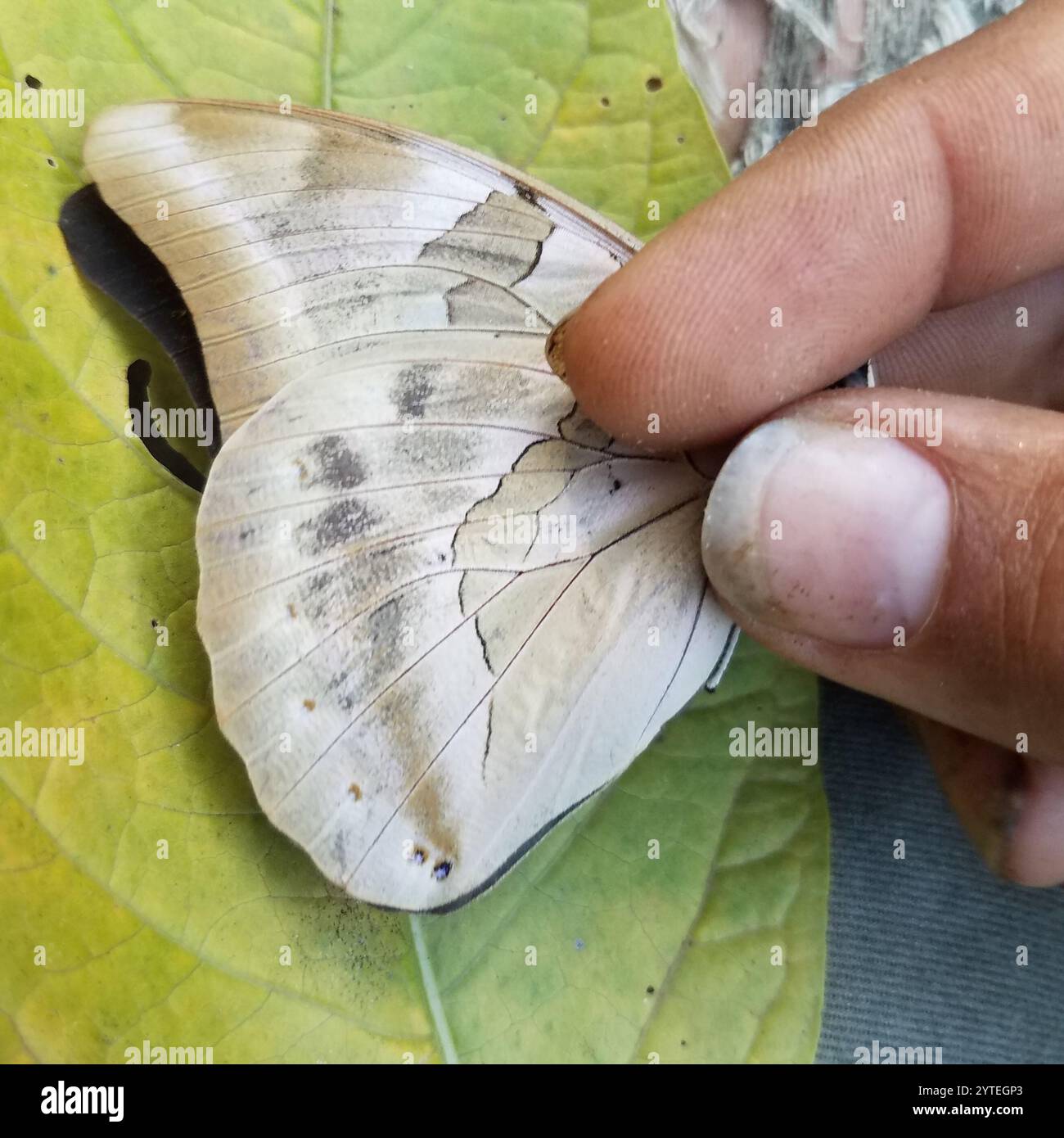 One-spotted Prepona (Archaeoprepona demophon Stock Photo - Alamy