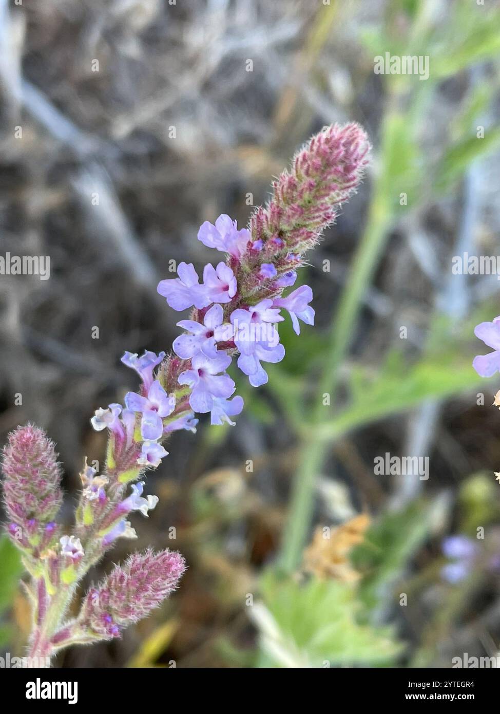 western vervain (Verbena lasiostachys Stock Photo - Alamy
