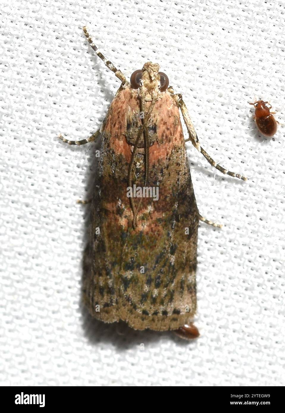 Hackberry Leafroller Moth (Sciota celtidella Stock Photo - Alamy