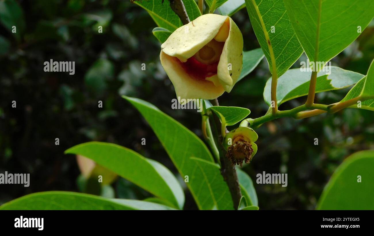 Pond Apple (Annona glabra Stock Photo - Alamy