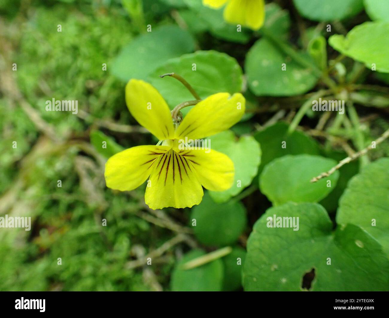 Redwood Violet (Viola sempervirens Stock Photo - Alamy